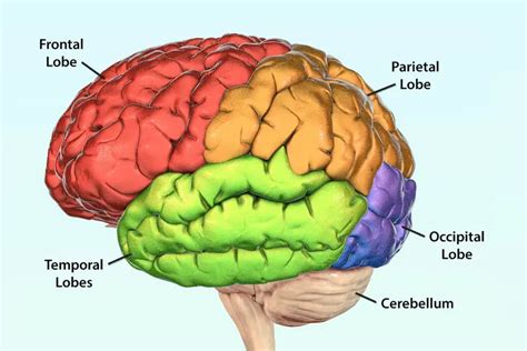 Parts Of The Frontal Lobe