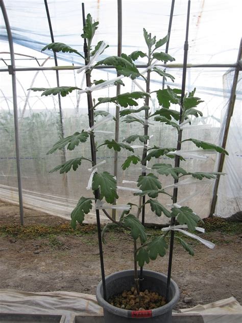 hokkaikikuの大菊日記 鉢植えと地植えその2 2024 07 04