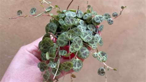 How To Grow And Care For String Of Turtles Complete Guide