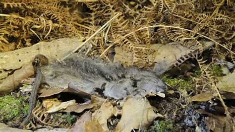 Decomposing Rat Stock Video Clip K0032678 Science Photo Library