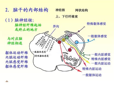 9 2脑干、小脑、间脑word文档在线阅读与下载无忧文档