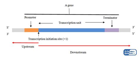 Unterschied zwischen stromaufwärts und stromabwärts gelegener DNA