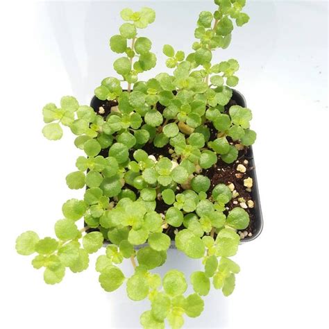 Pilea Tiny Tears Depressa Plant Etsy