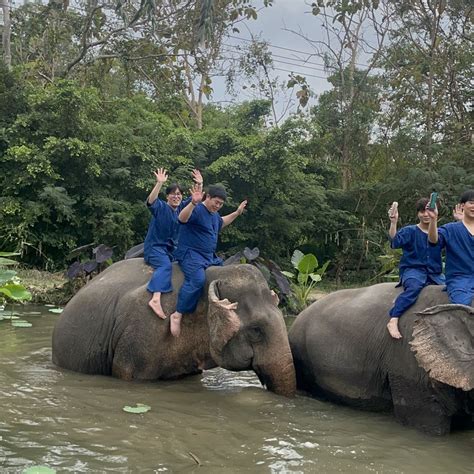 파타야 코끼리 투어 코끼리 트레킹 And 코끼리 목욕 시키기 체험 파타야 마이리얼트립