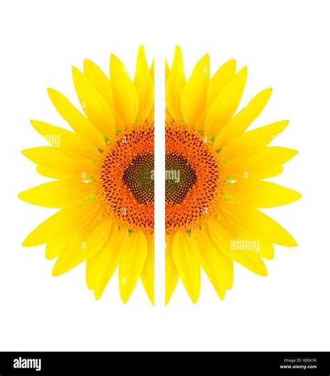 Beautiful Sunflower Split Into Two Halves To Use As Decoration Stock