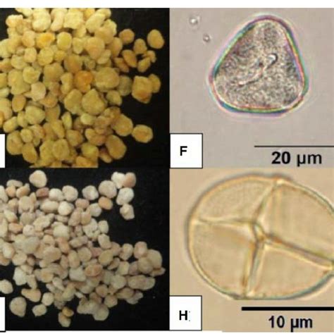 The Chemical Contents Of Bee Pollen Samples Download Table
