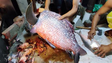 15 Kg Giant Catla Fish Cutting L Amazing Cutting Skills Youtube