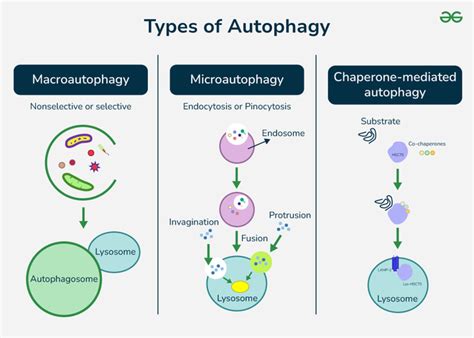 Autophagy Geeksforgeeks