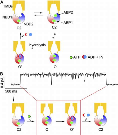 A Hypothetic Model Of Cftr Gated By Atp A A Scheme Illustrating