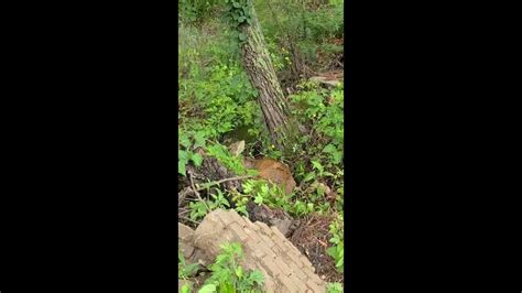 다리 다친 고라니 Youtube