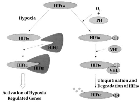How Hif 1 Is Activated By Hypoxia Download Scientific Diagram