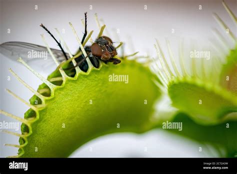 One Common Green Bottle Fly Being Eaten By A Venus Flytrap Flower Stock