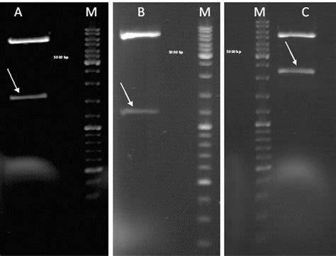 Restriction Enzyme Analysis Of The Final Construct Using Different Download Scientific Diagram