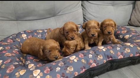 Cocapoo Slovensko Bazošcz