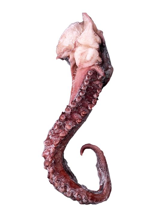 문어 촉수 문어 촉수 해물 Png 일러스트 및 이미지 에 대한 무료 다운로드 Pngtree