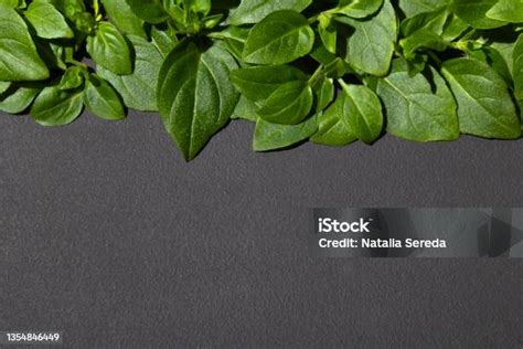 어두운 배경에 바질 잎 상단 보기 평면 평지 테두리 복사 공간 건강관리와 의술에 대한 스톡 사진 및 기타 이미지 건강관리와 의술 건강한 식생활 검은색 Istock