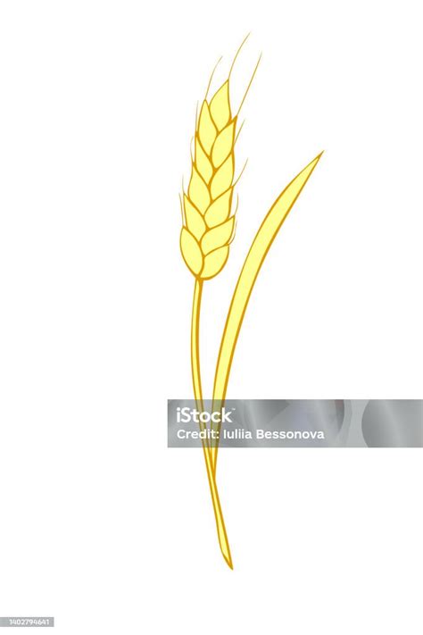 Stock Ilustrace Vektorová Zlatá Spikelet Pšenice Izolovaná Na Bílém