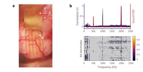Correlations Between Sound And µ Ecog Spectrograms During Pure Tones