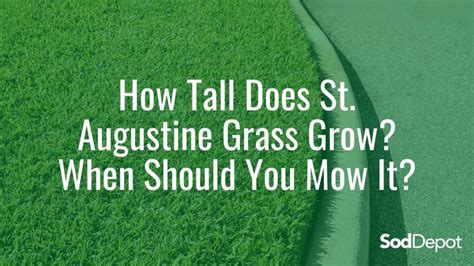 How Tall Does St Augustine Grass Grow When Should You Mow It