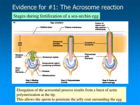 Ppt How Does Actin Polymerization Drive Protrusion Powerpoint