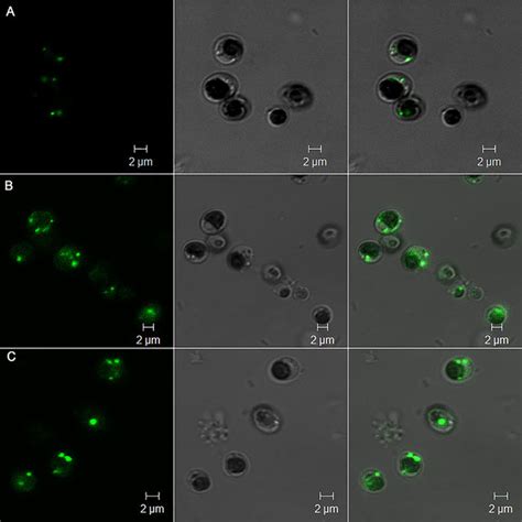 Lipid Yield Of Microalgae In The Whole Growth Phase Download Scientific Diagram