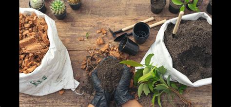 Эксперт Воронова напомнила что осень — время для посадок плодовых культур