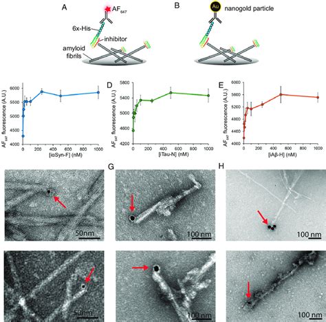 Binding Of Designed Inhibitors To Target Amyloid Fibrils A Elisa Download Scientific Diagram