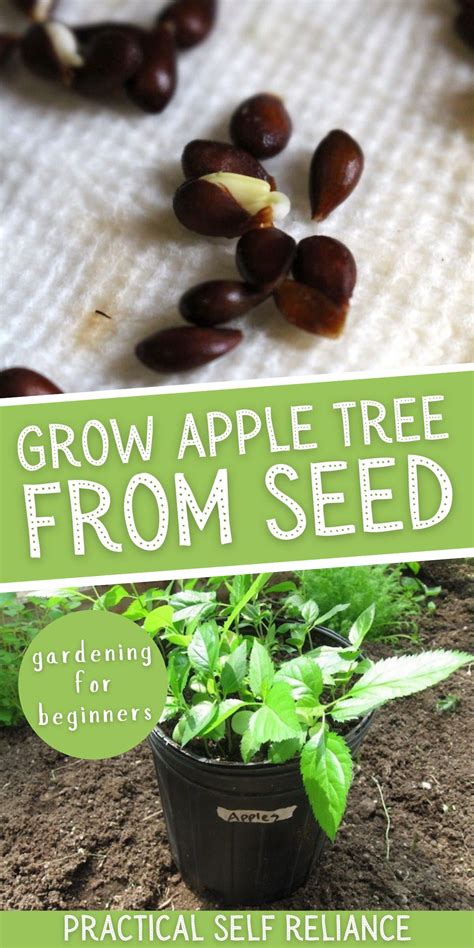 How To Grow Apple Trees From Seed Artofit