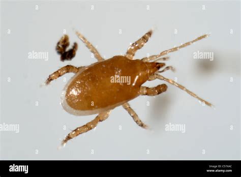 Predatory Mite Macrocheles Robustulus Adult Predator Of Thrips