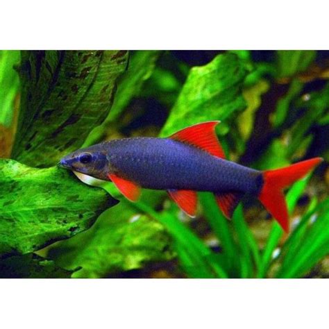 Jual Redfin Shark Albino Red Fin Shark Black Fish Ikan Hias Aquascape