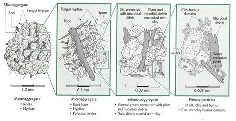 Soil Aggregates Where Texture And Organic Matter Meet Oswego Lake Watershed Council