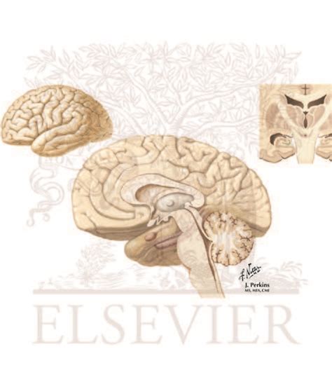 Brain Substrates Of Addictive Behaviors