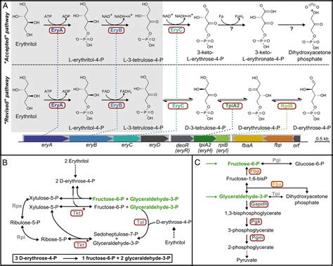 Erythrose 4 Phosphate