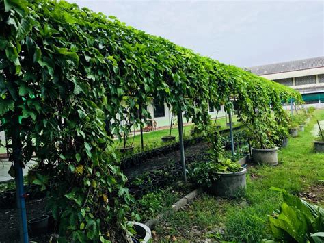 ทายฃิ ต้นอะไร กลุ่มบริหารวิชาการ โรงเรียนโคกสำโรงวิทยา