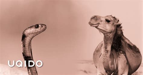 Snake Case To Camel Case Bring Peace Between Rails And Javascript