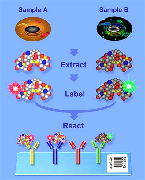 Arrayit Protein Labeling Kits Reactive Amines Fluorescence Cell
