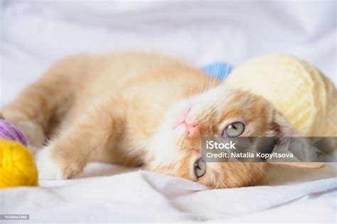 귀여운 생강 고양이와 실의 다른 멀티 컬러 공 새끼 고양이는 침대에 등을 대고 누워 있습니다 0명에 대한 스톡 사진 및 기타 이미지 Istock