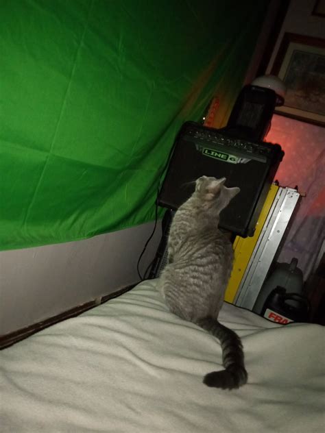 My Bug Zapper Is Working Great Pets