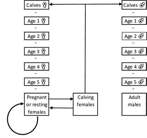 Stage Structured Population Model Download Scientific Diagram