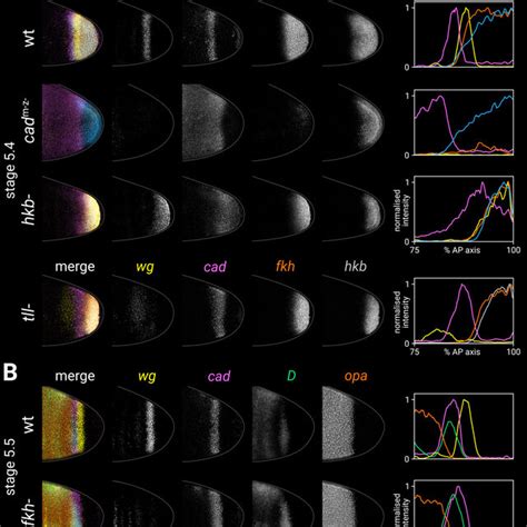 Timer Gene Expression Relative To Posterior Terminal Gene Expression In