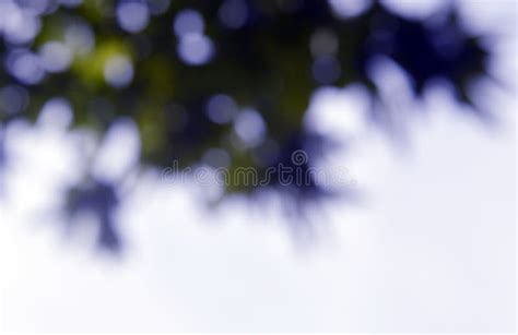 Close Up Textures Blurred Treeline Set Background Stock Image Image Of Light Interior 159268837