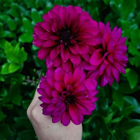 City Lights Purple Dahlia Tuber Hantho Flower Farm