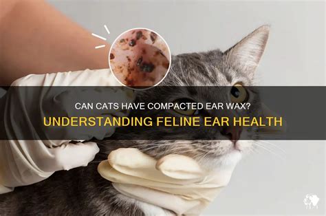 Can Cats Have Compacted Ear Wax Understanding Feline Ear Health Petshun