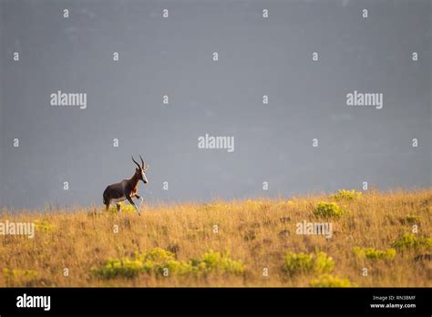 Bontebok National Park Western Cape South Africa Was Declared To
