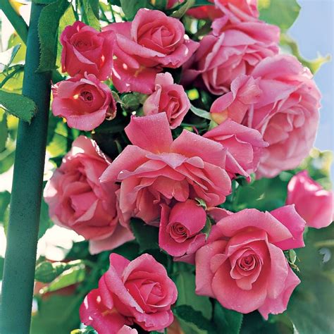 Social Climber Climbing Rose Jackson And Perkins