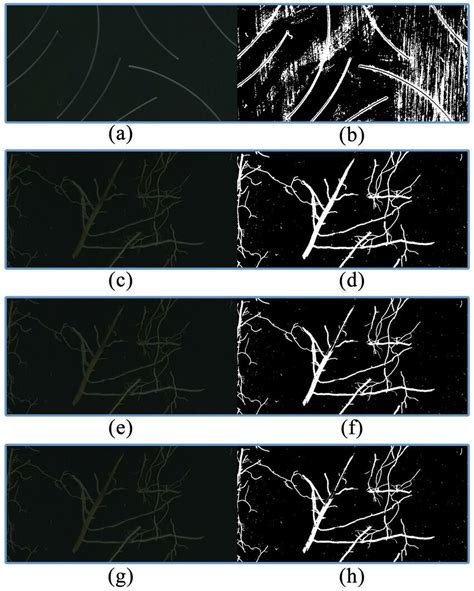 Resultados Obtidos Com Algoritmos De Segmentação Automática Download