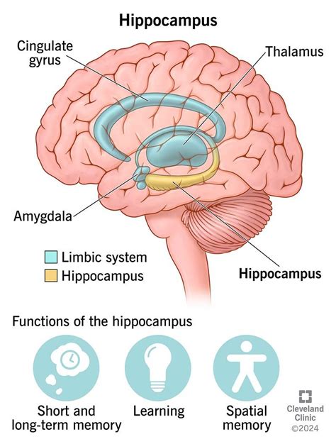 Lobes Of The Brain Cerebral Cortex Anatomy Function Labeled Diagram Artofit