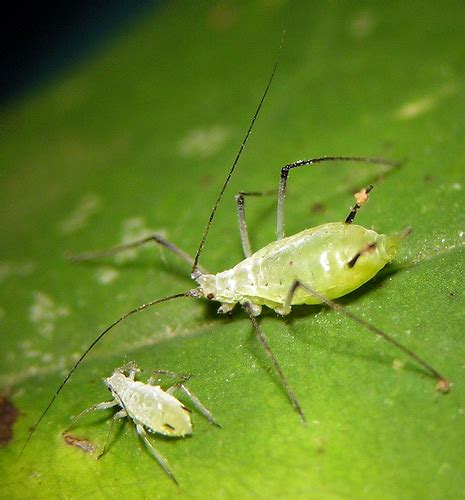 Macrosiphum Zionense Bugguide Net