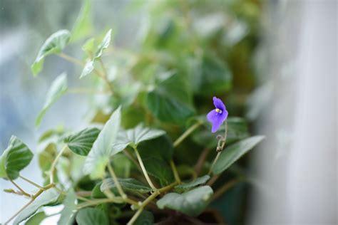 화분 나뭇잎의 가지 치기 가정 식물의 관리 꽃의 클로즈업 0명에 대한 스톡 사진 및 기타 이미지 0명 개념 꽃 식물 Istock