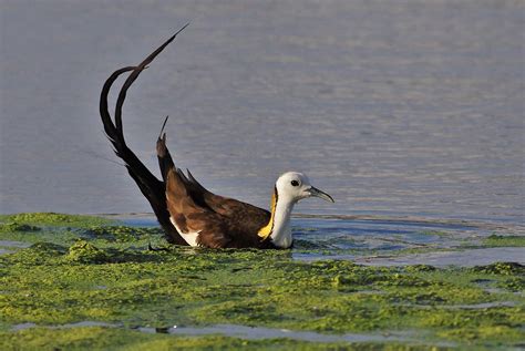 レンカク夏羽成鳥① 7月24日 ヤソッチひだまり写真館